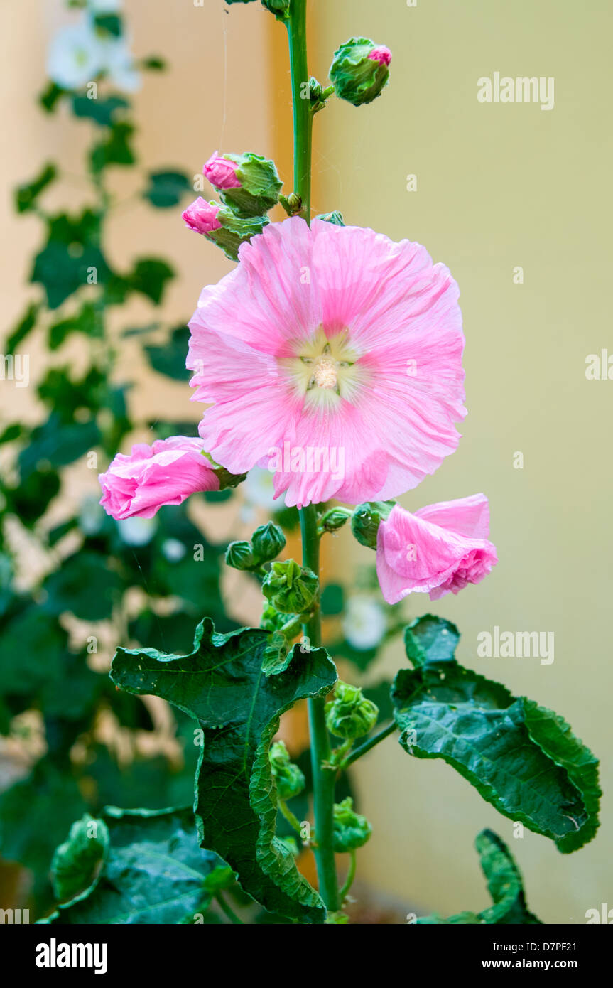 Common Hollyhock (Alcea rosea) Photographed in Israel in May Stock ...