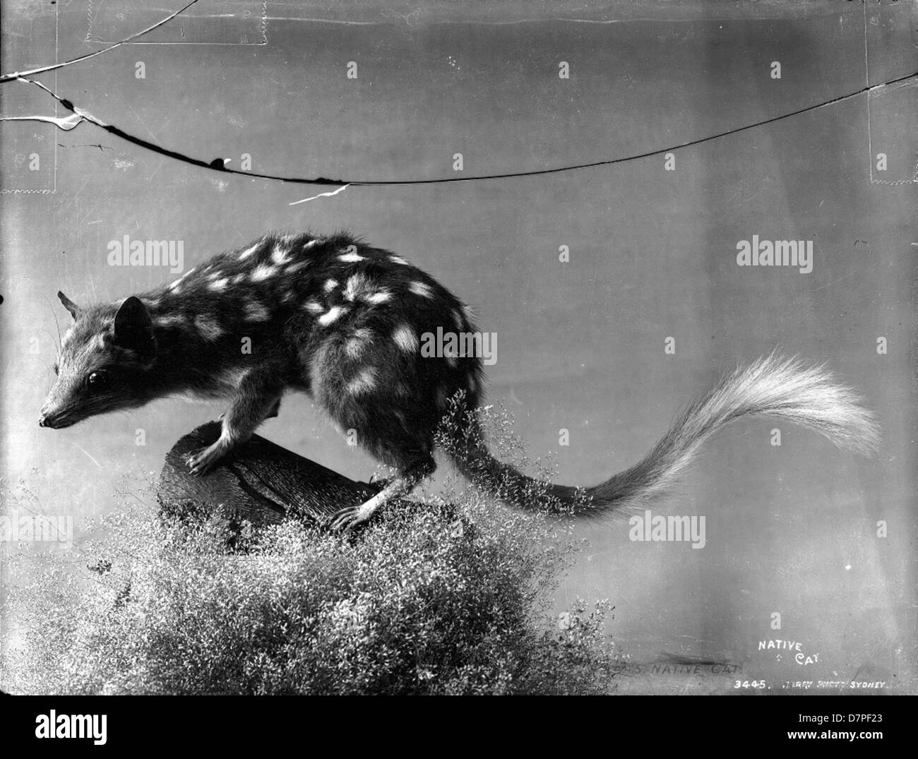 The Eastern Quoll, also known as the Native Cat, is displayed in ...