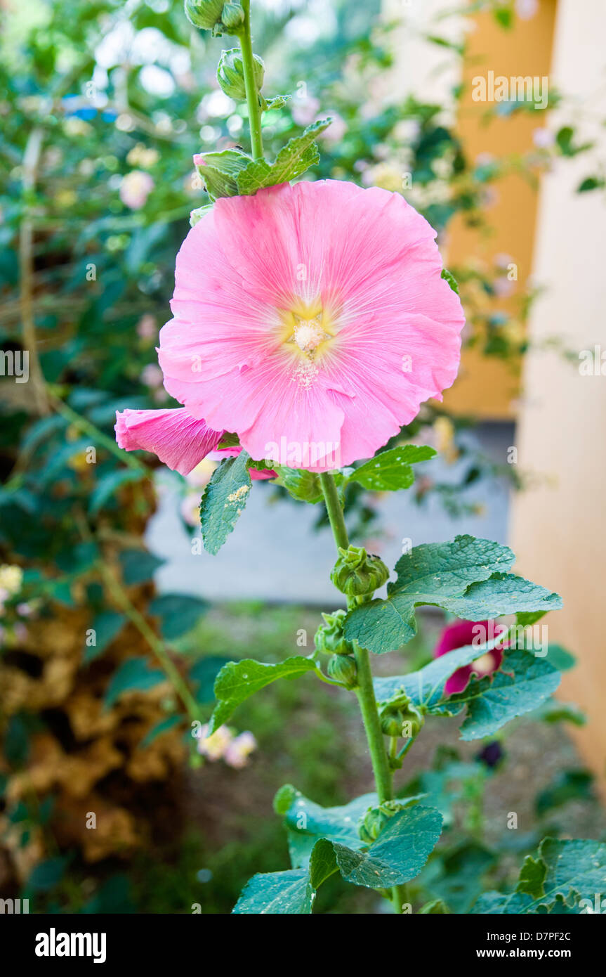 Common Hollyhock (Alcea rosea) Photographed in Israel in May Stock ...
