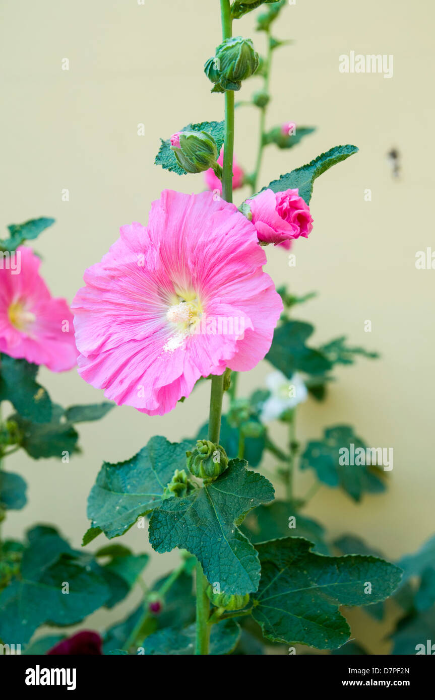 Common Hollyhock (Alcea rosea) Photographed in Israel in May Stock ...