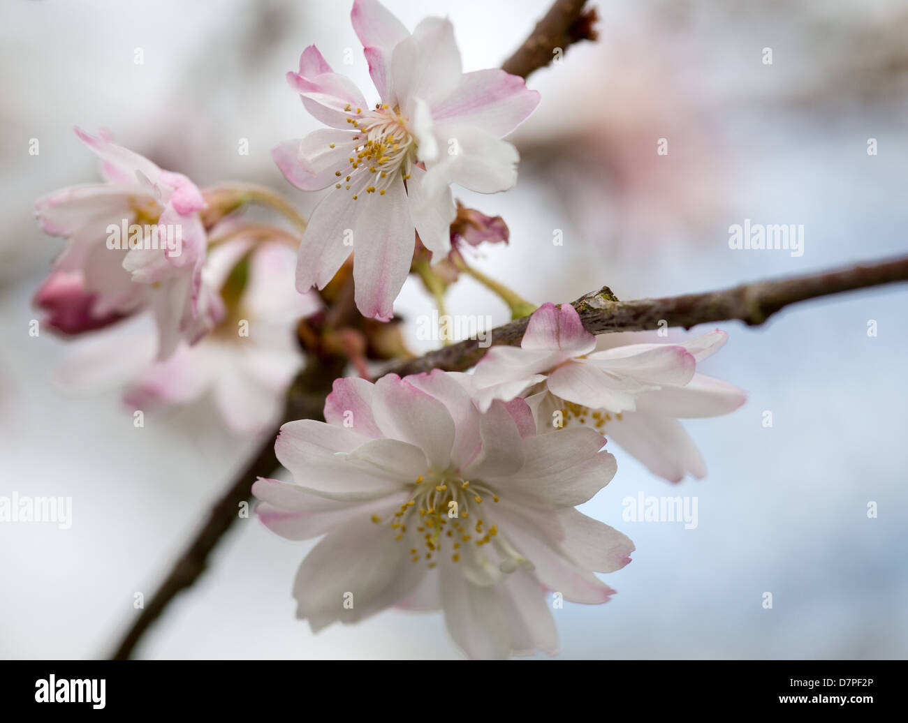 Prunus blossom spring hi-res stock photography and images - Alamy