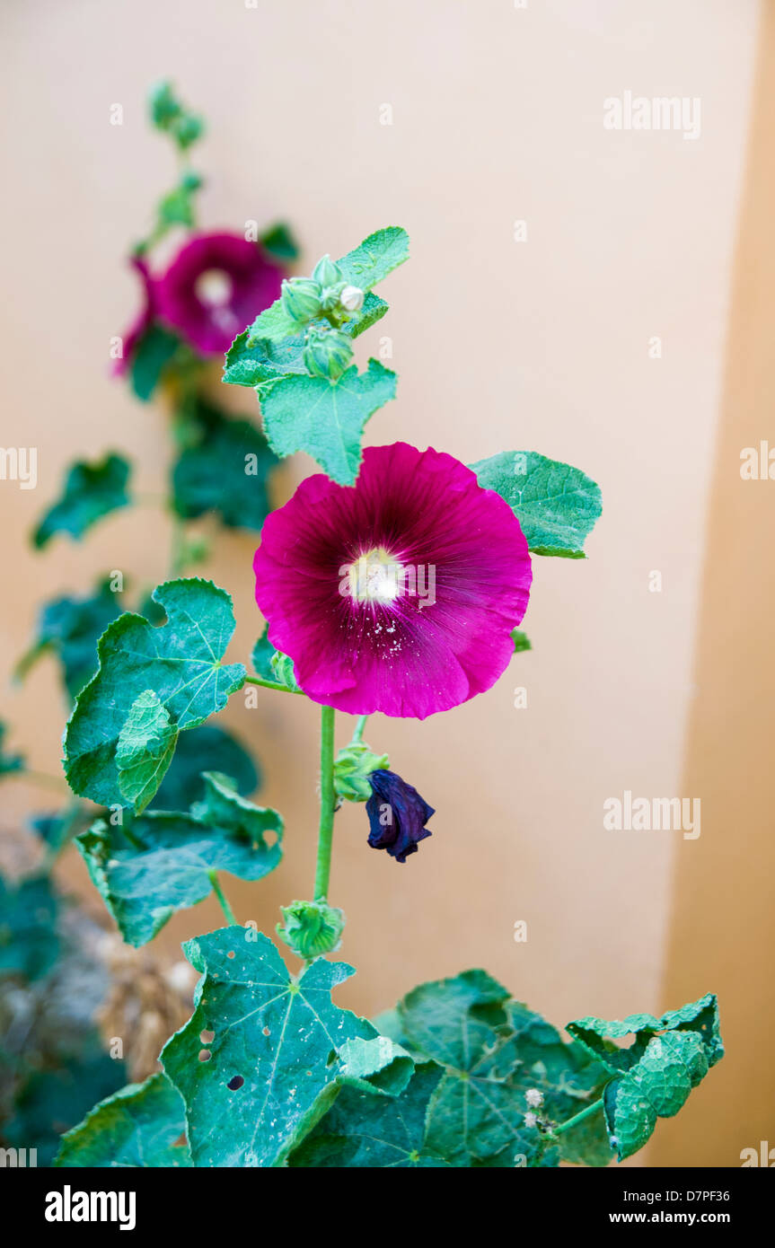 Common Hollyhock (Alcea rosea) Photographed in Israel in May Stock ...
