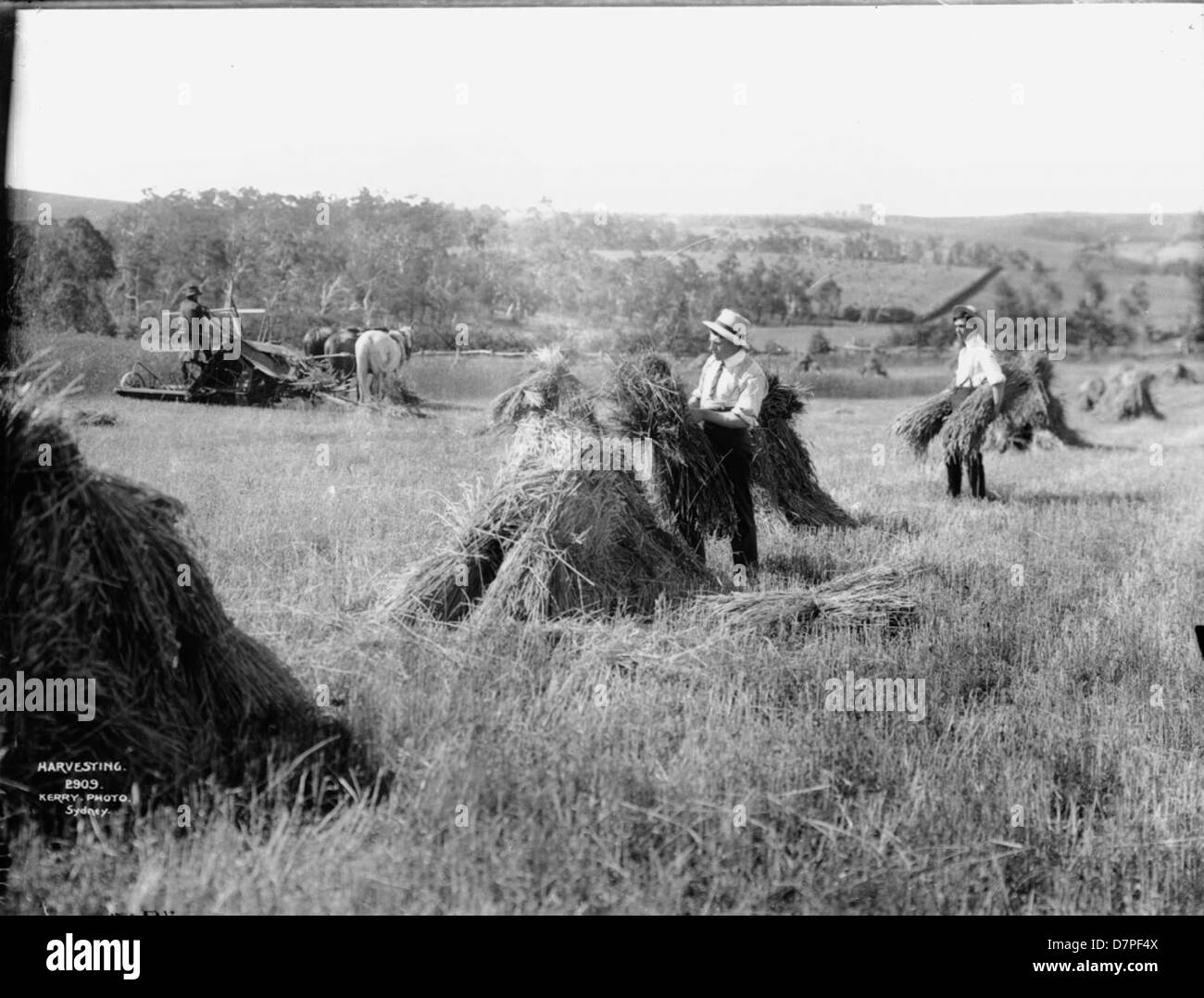 The image from the Powerhouse Museum captures the process of grain ...