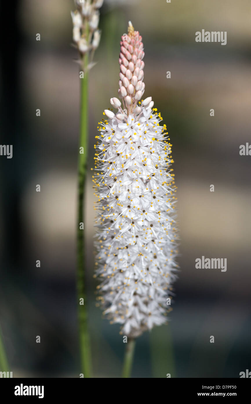 Bulbinella hi-res stock photography and images - Alamy