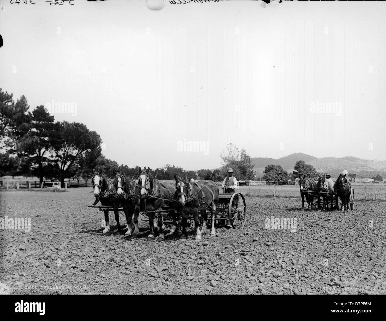 Grain plant historical Black and White Stock Photos & Images - Alamy