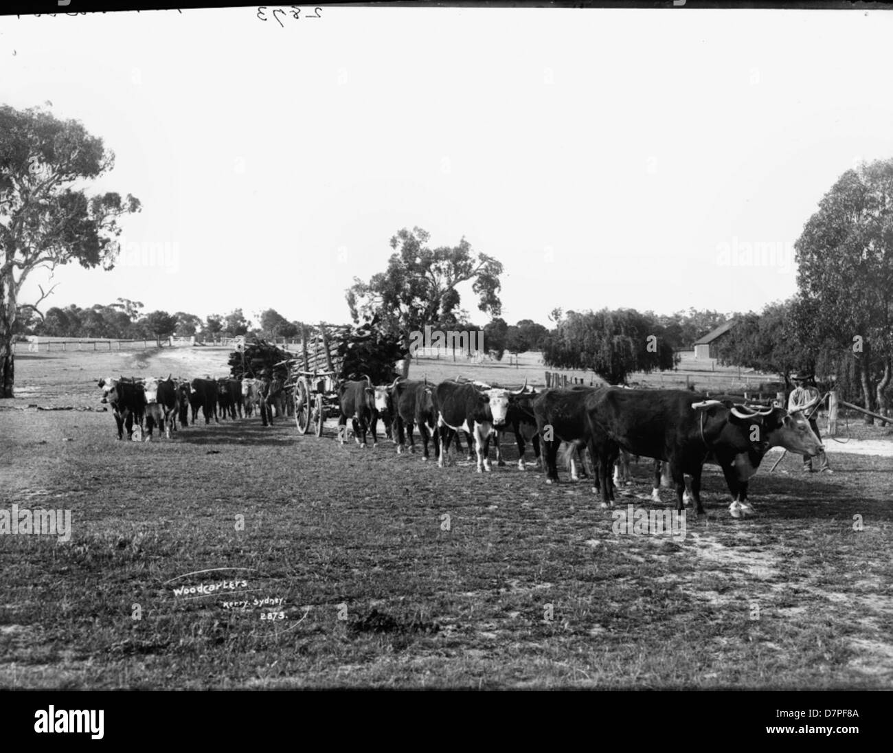 The Woodcarters Cattle exhibit at the Powerhouse Museum showcases rural ...