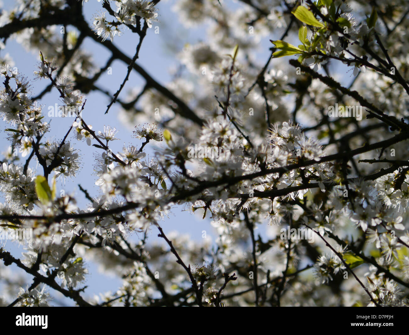 May blossom, hawthorn, in spring, Oxfordshire Stock Photo - Alamy