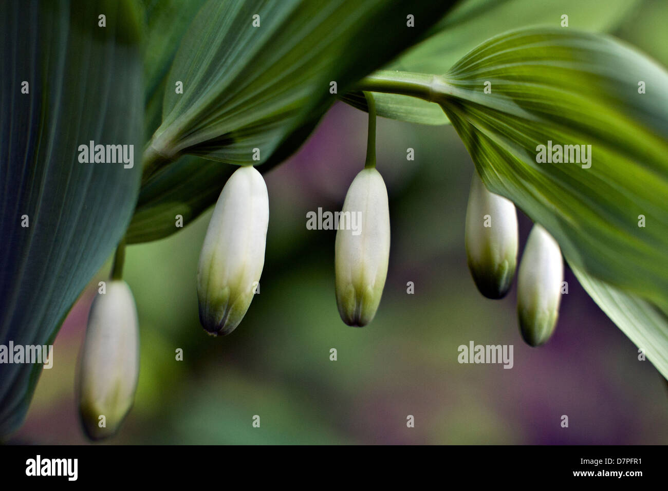 Angular stems hi-res stock photography and images - Alamy