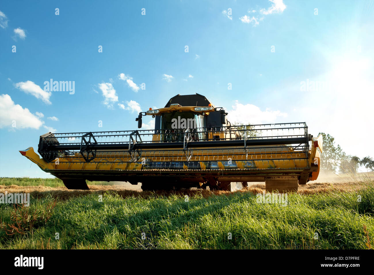 Yellow harvester combine on field harvesting wheat in sunny weather ...