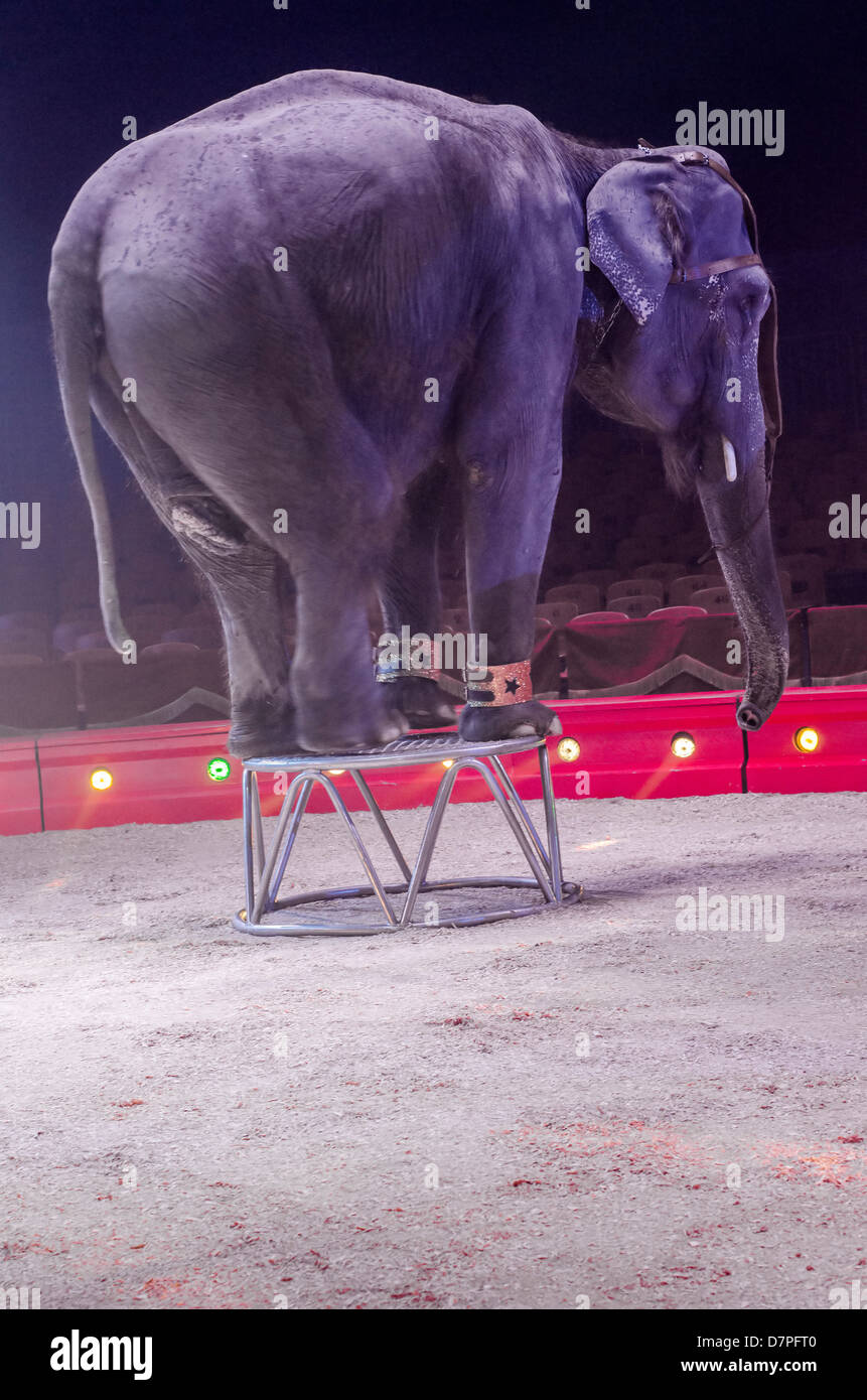 elephant on the circus Stock Photo - Alamy