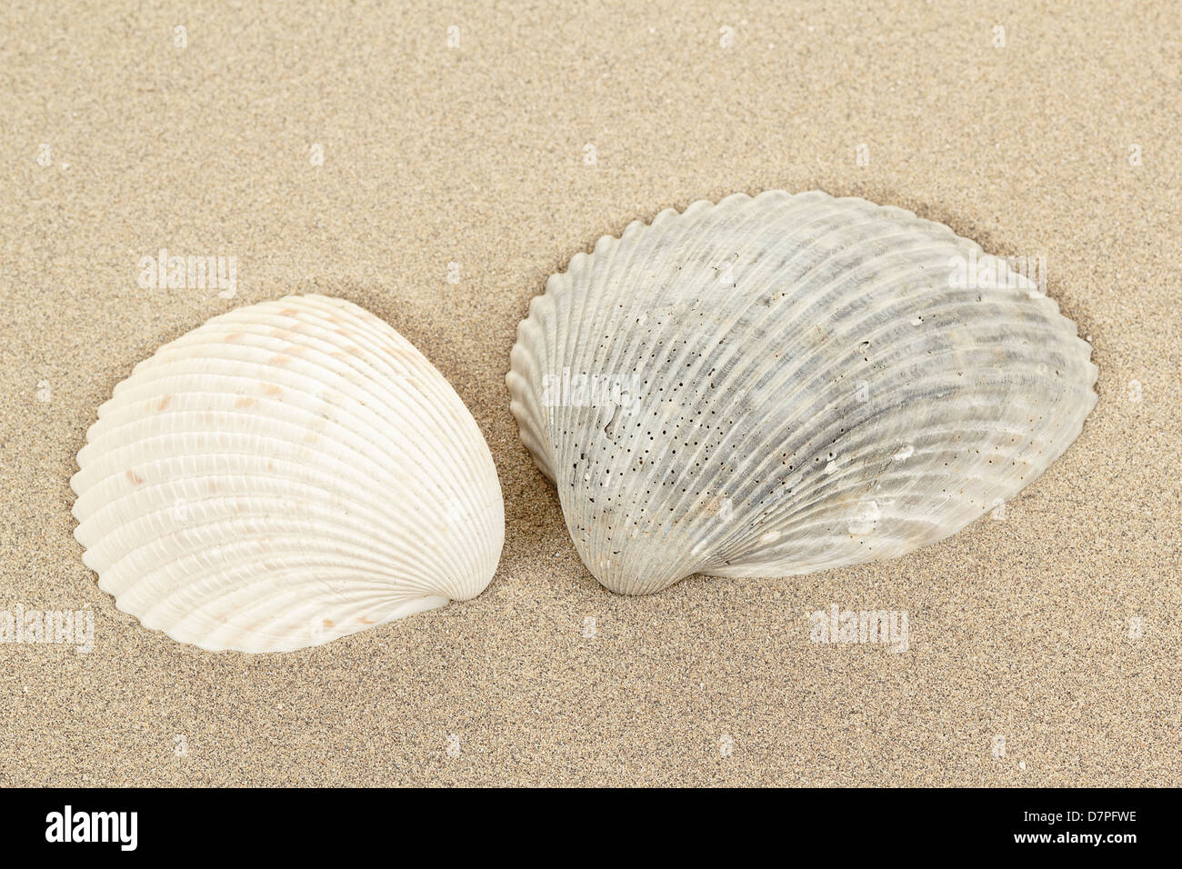 Seashell in sand hi-res stock photography and images - Alamy