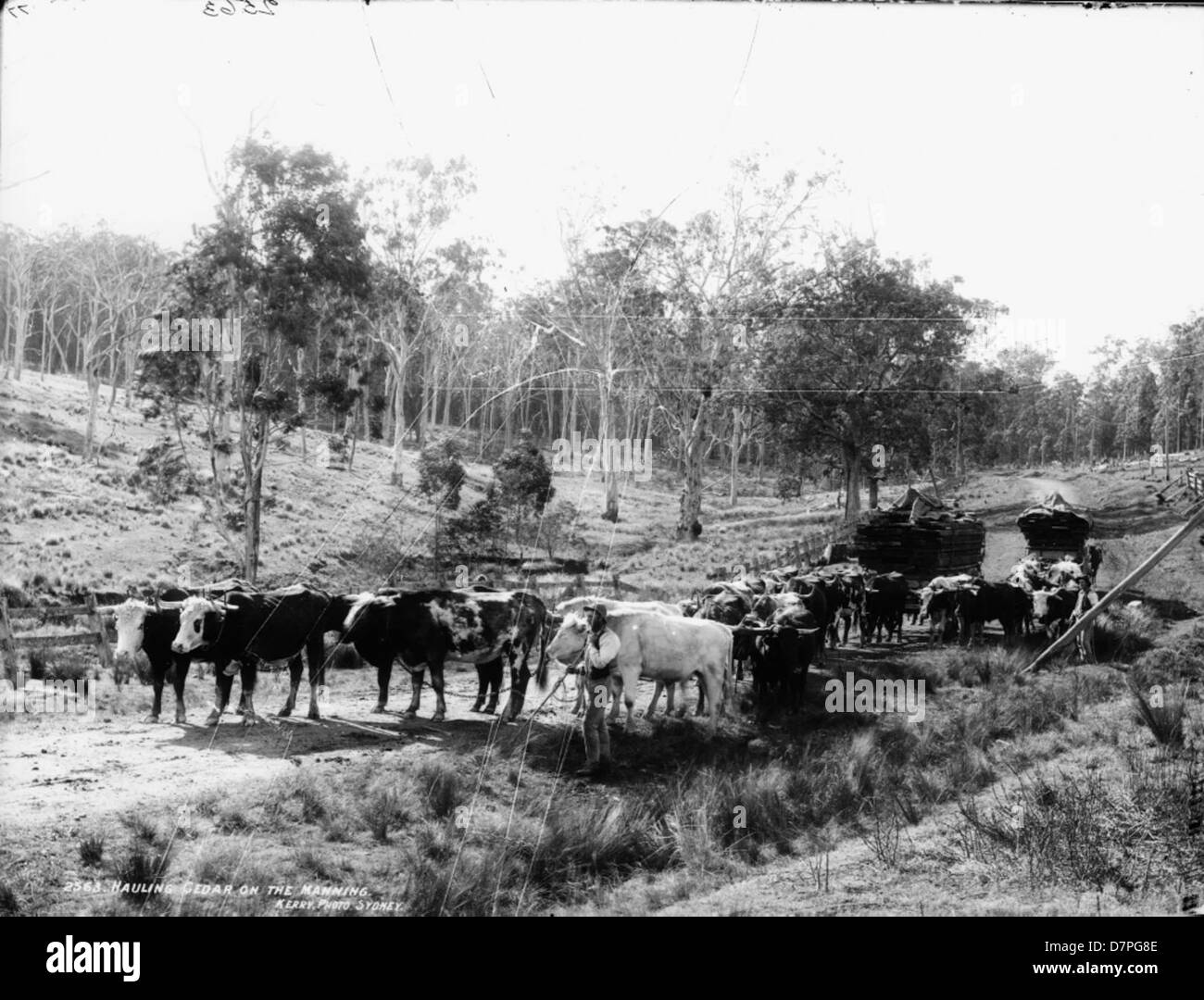 19th century logging hi-res stock photography and images - Alamy