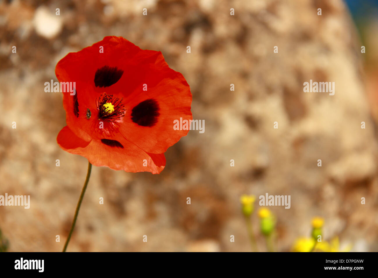 Red blosso hi-res stock photography and images - Alamy