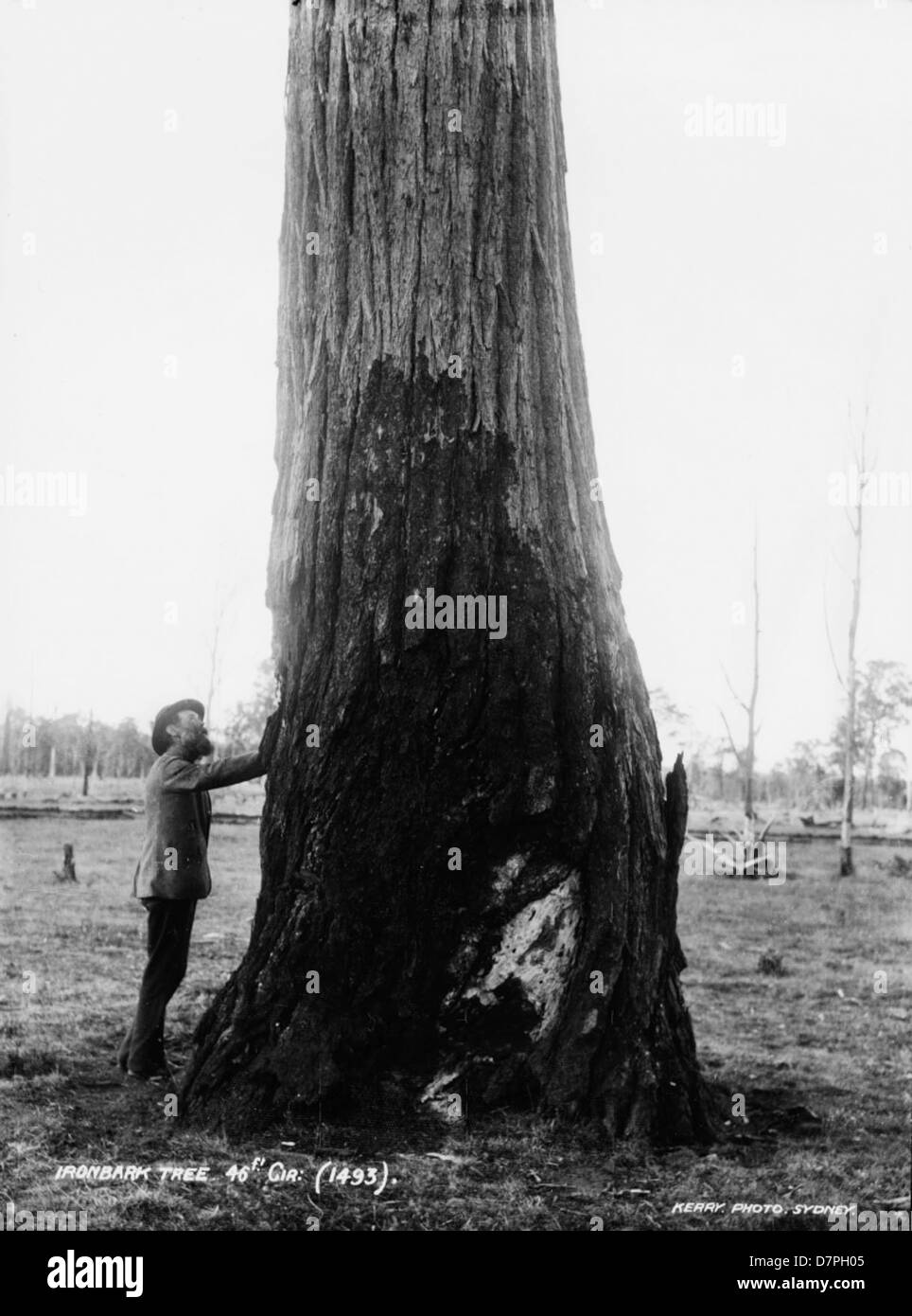 This image depicts the 46-foot circumference Ironbark tree, displayed ...