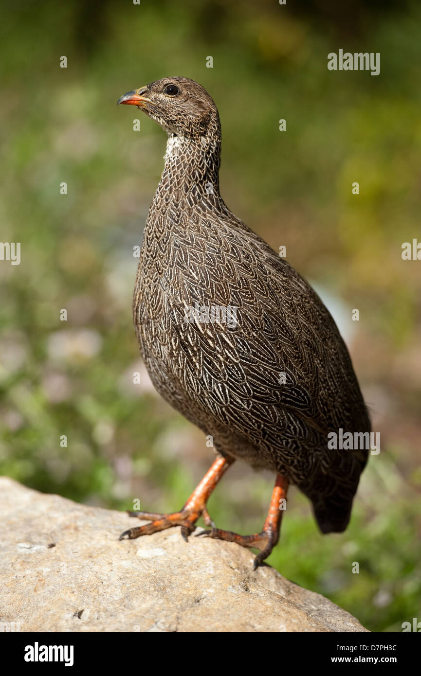 Cape spurfowl, Pternistis capensis, Kirstenbosch National Botanical ...