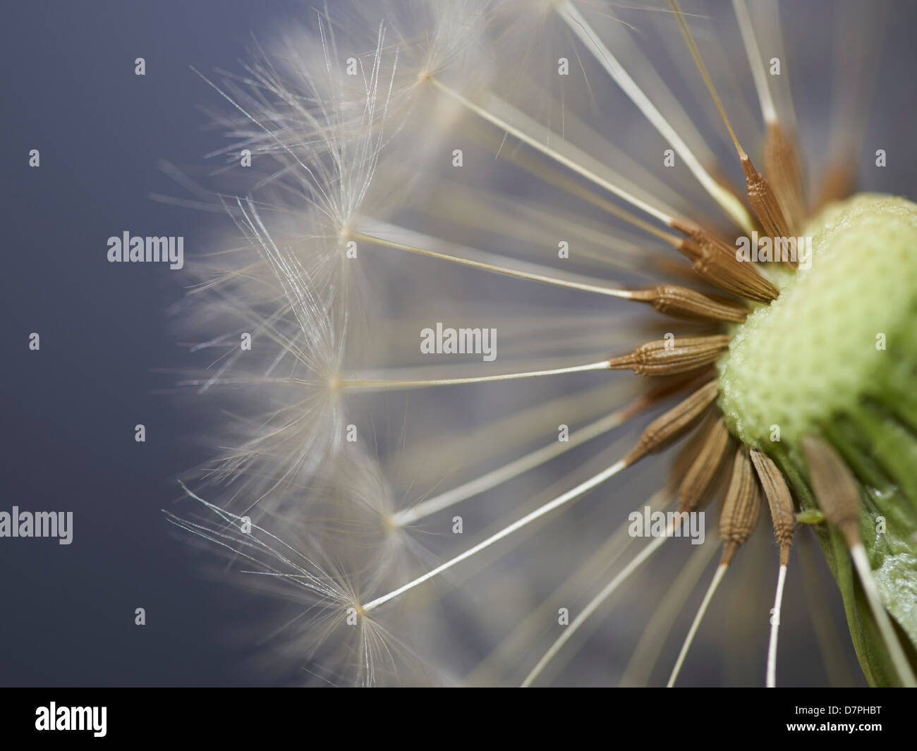 Abstract view of Dandelion head Stock Photo - Alamy
