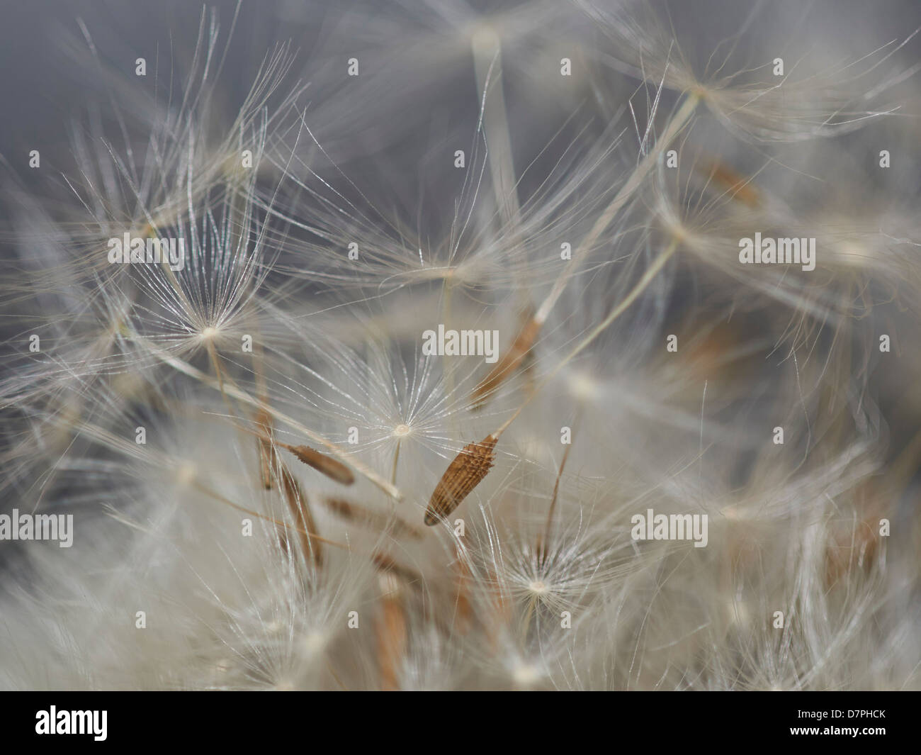 Close up of dandelion seed head hi-res stock photography and images - Alamy