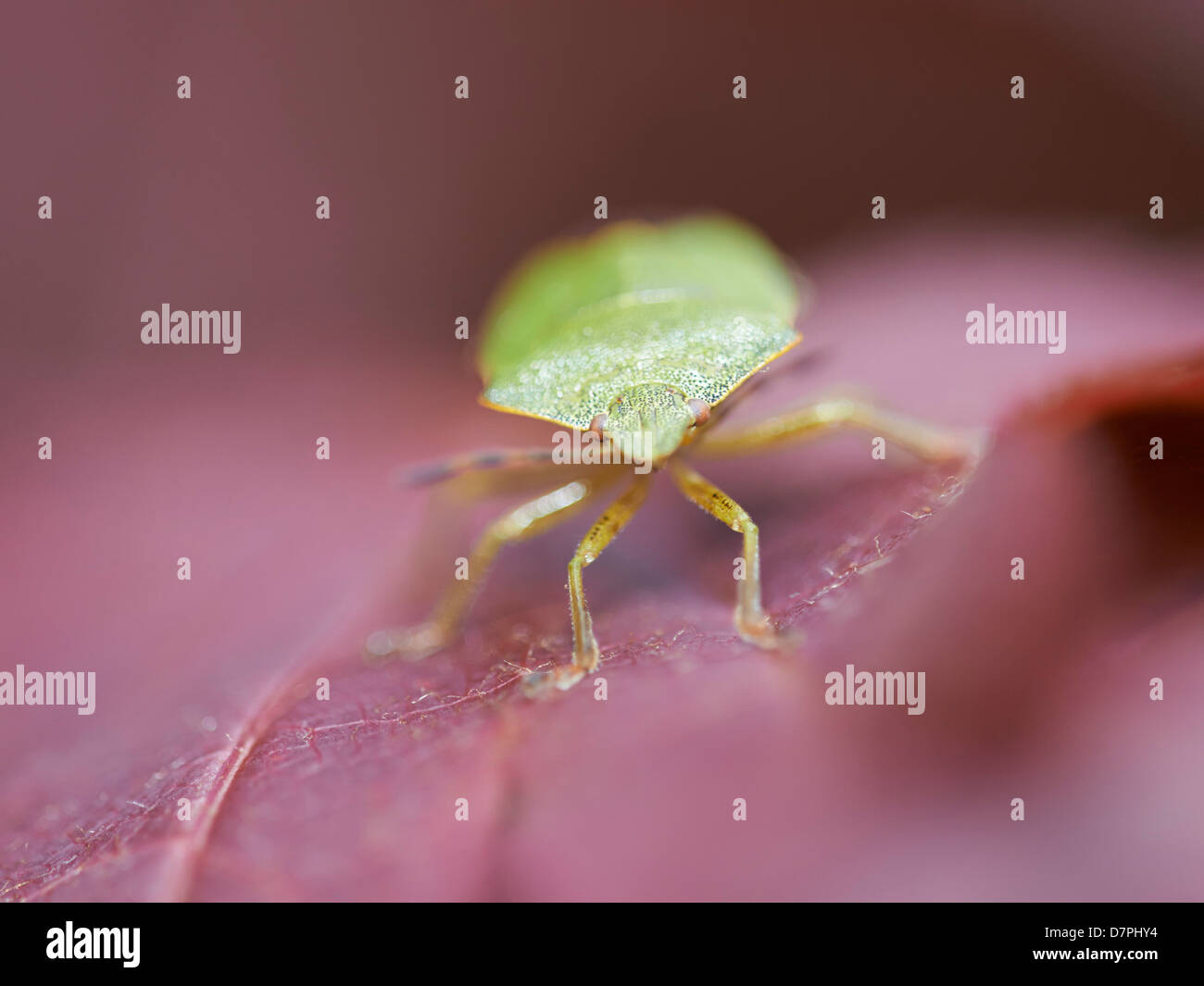 Close up of Green Shield Bug Stock Photo - Alamy