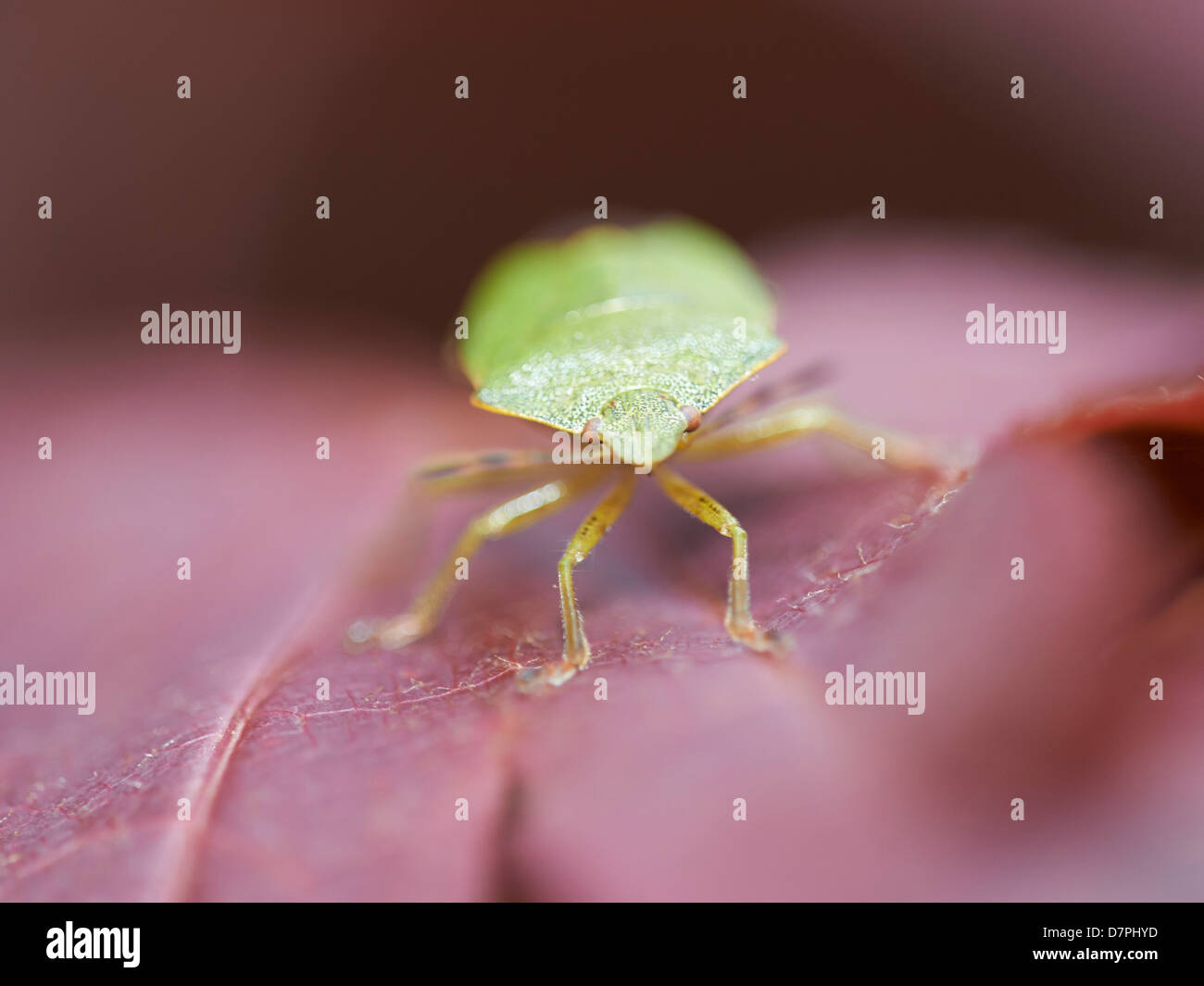 Close up of Green Shield Bug Stock Photo - Alamy