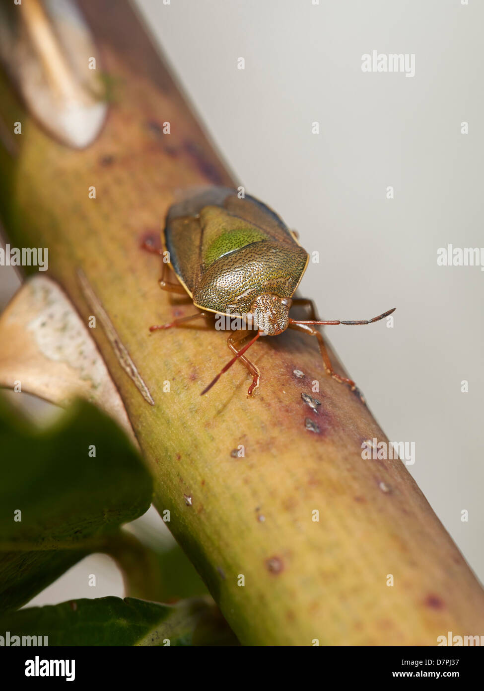 Close up of a Gorse Shield Bug Stock Photo - Alamy