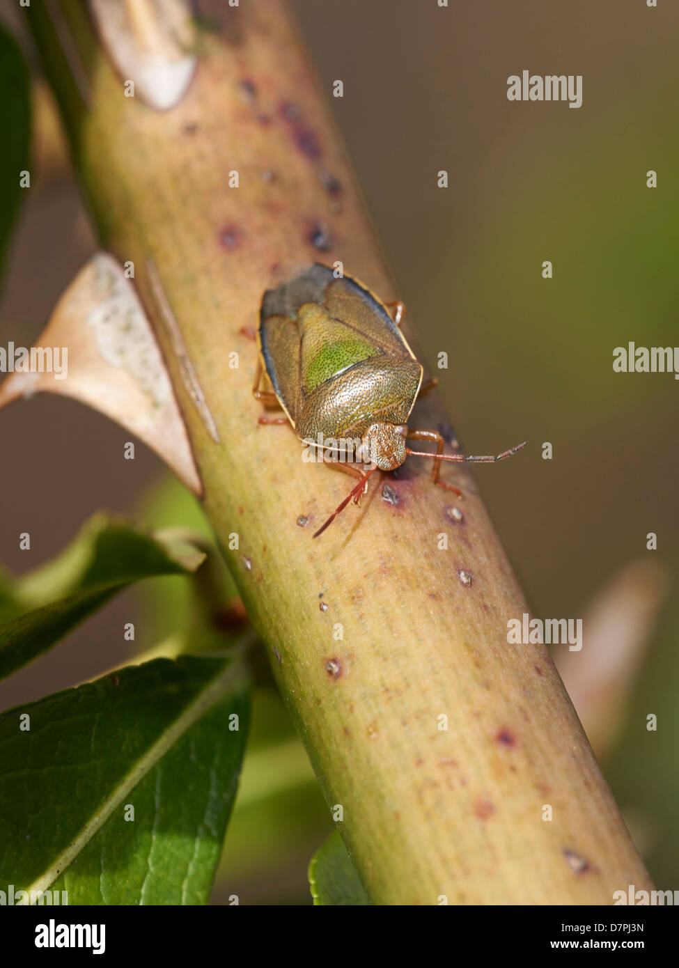Close up of a Gorse Shield Bug Stock Photo - Alamy