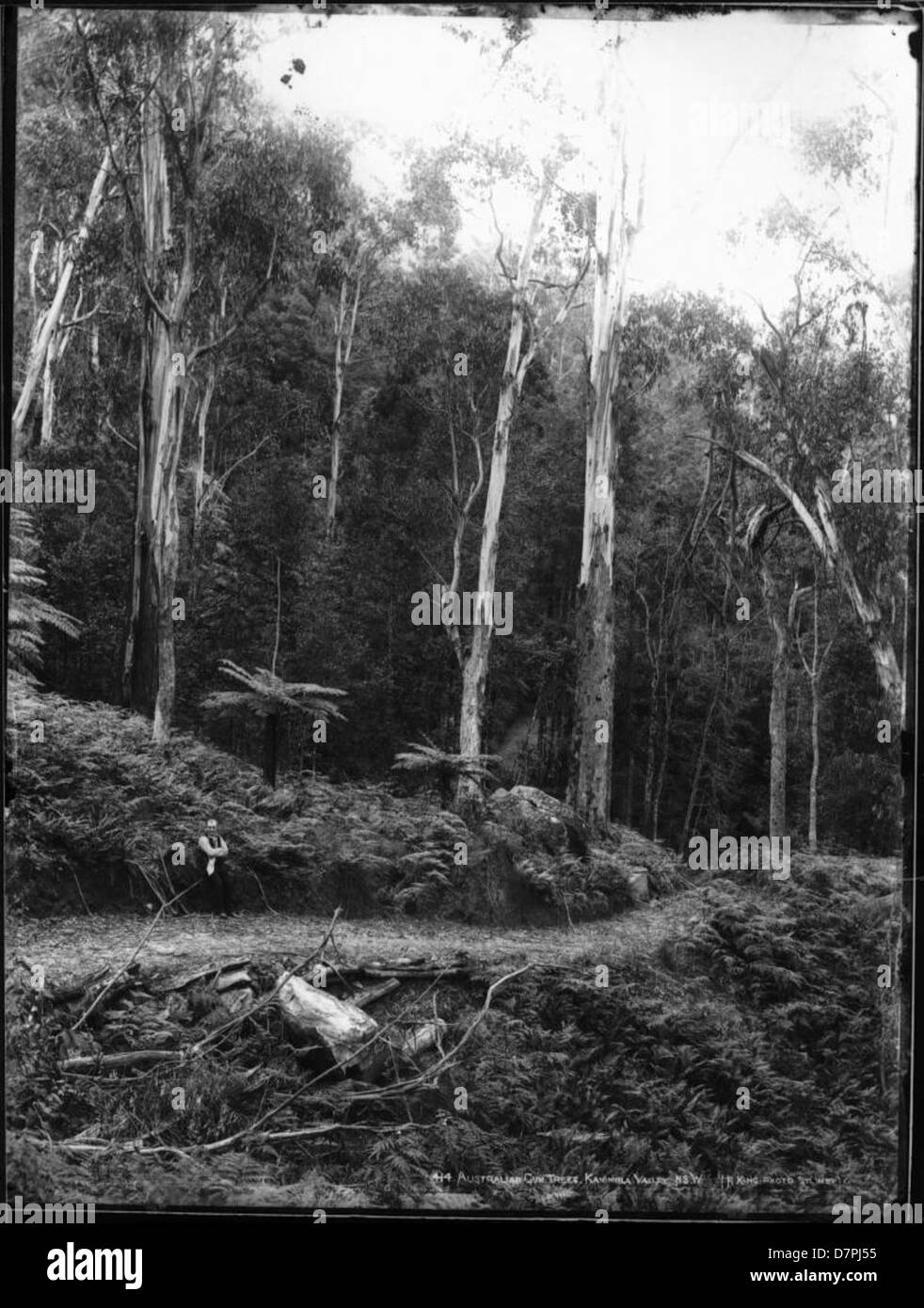 This image features a Bullock team crossing a coastal lake, a ...