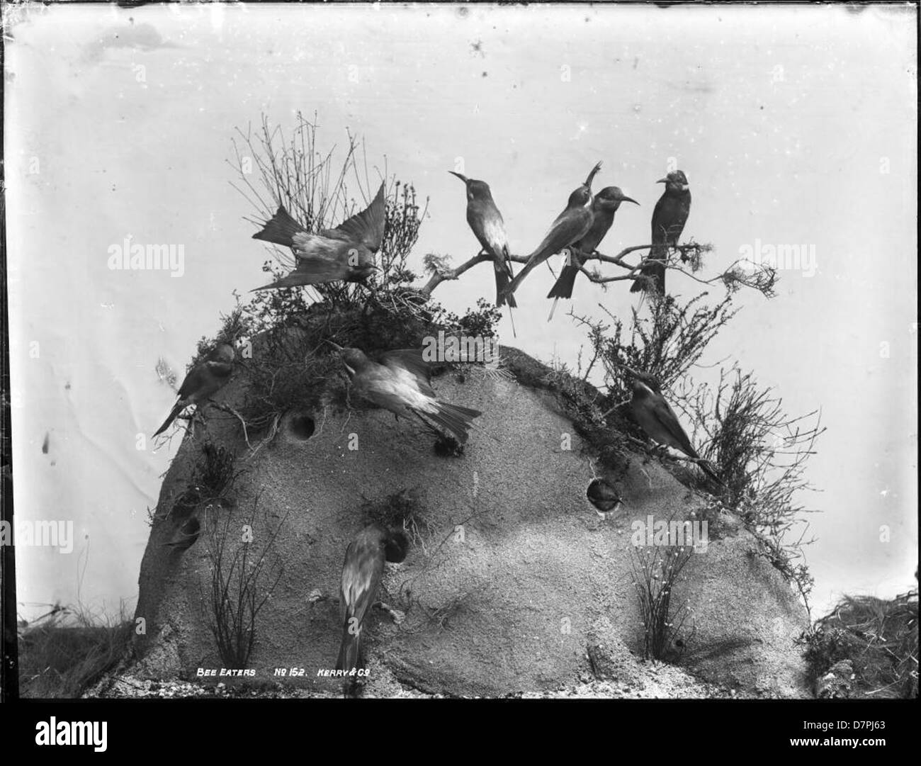 This image of bee-eaters from the Powerhouse Museum showcases these ...