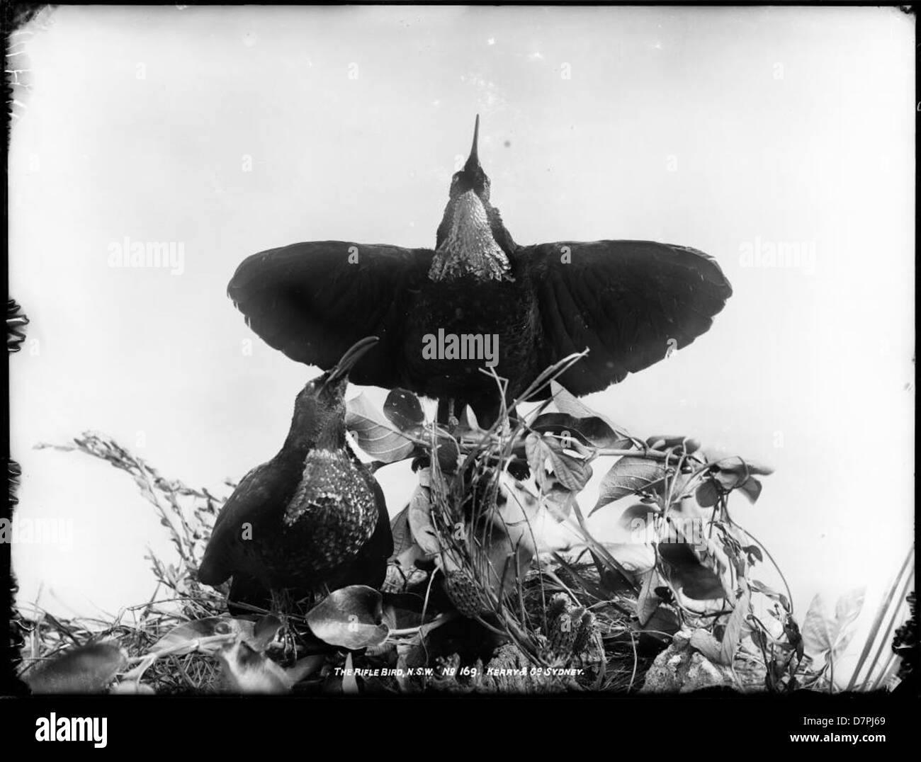 The Rifle Bird, displayed at the Powerhouse Museum in New South Wales ...