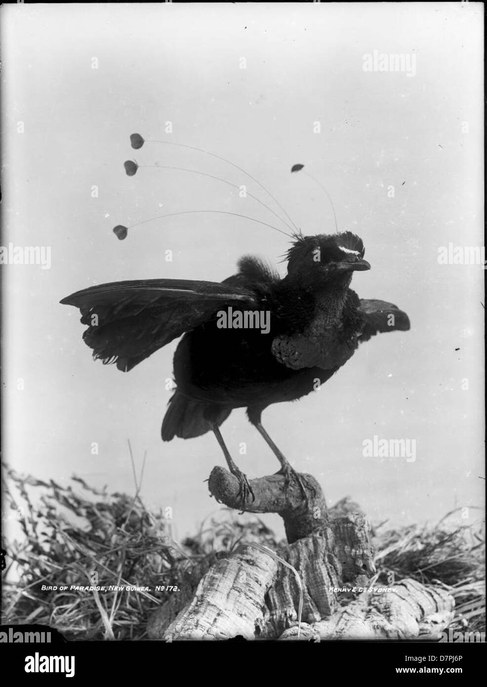 Bird striking Black and White Stock Photos & Images - Alamy