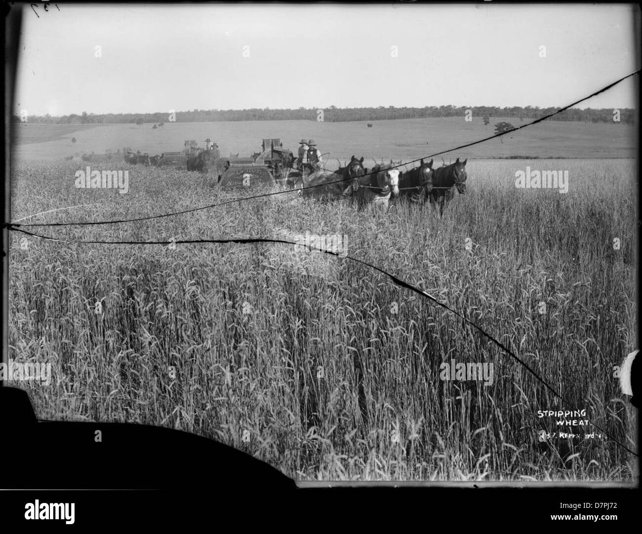 The artwork 'Stripping Wheat' depicts the process of harvesting wheat ...