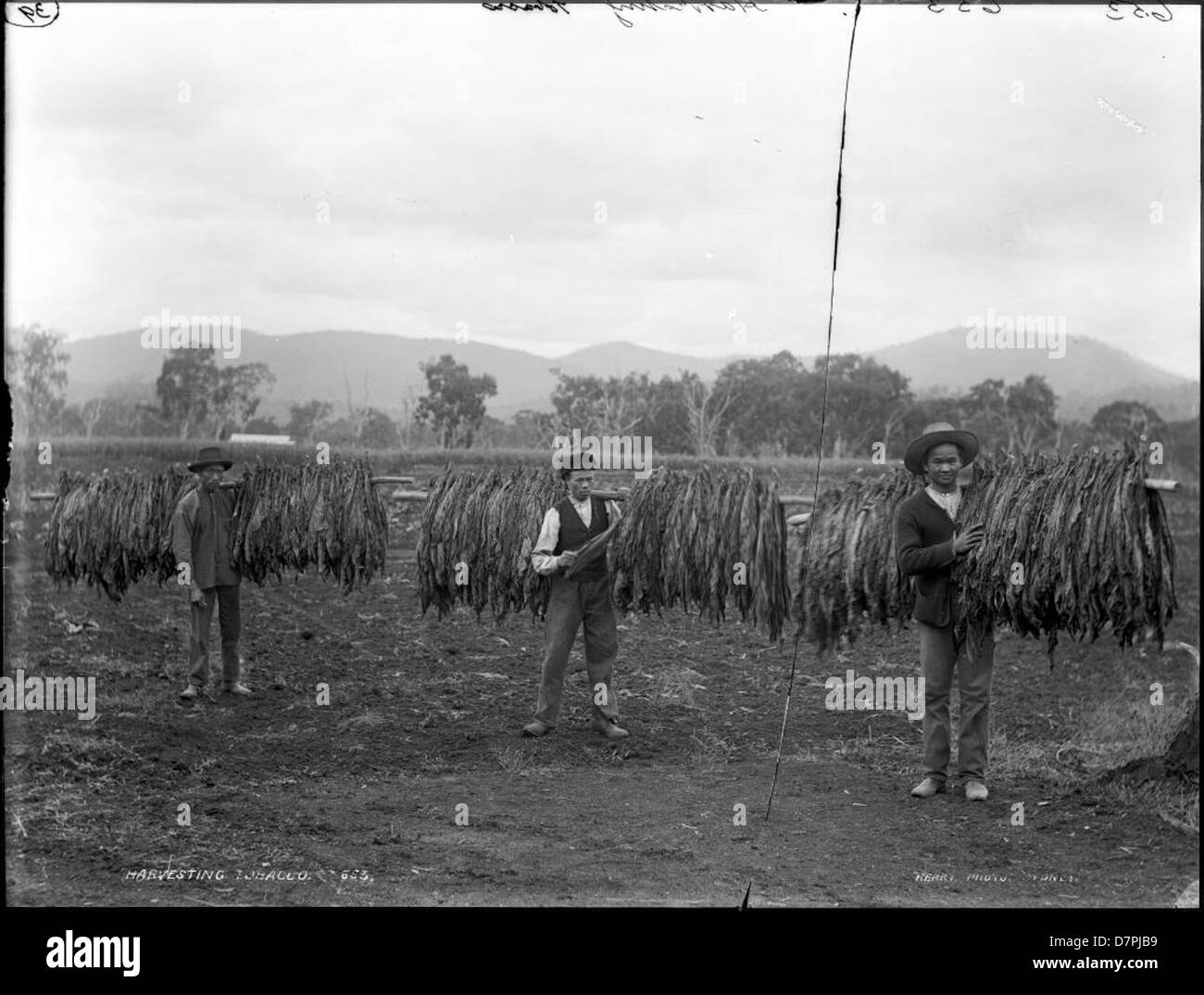 This photograph captures the historical process of tobacco harvesting ...