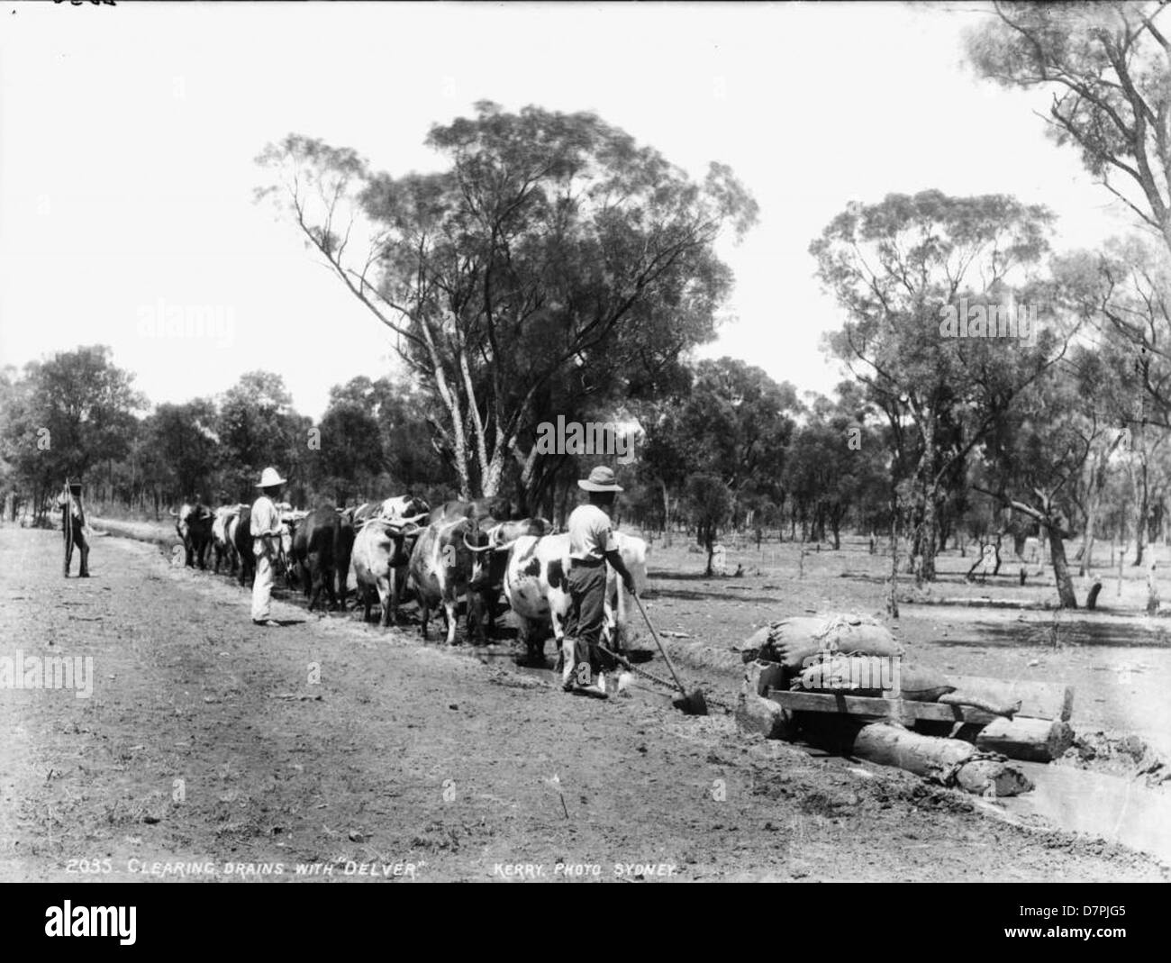This historical photograph from the Powerhouse Museum shows a bullock ...