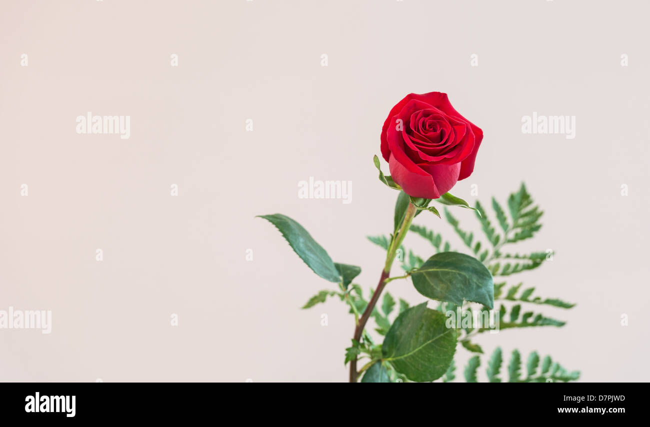Single red rose stem hi-res stock photography and images - Alamy