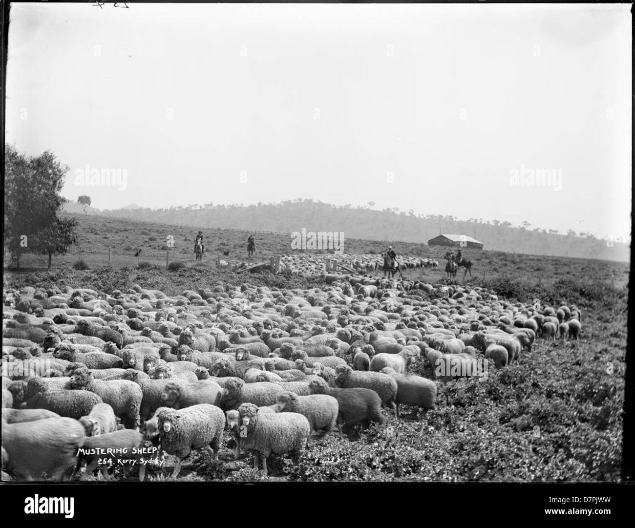 Mustering sheep Black and White Stock Photos & Images - Alamy