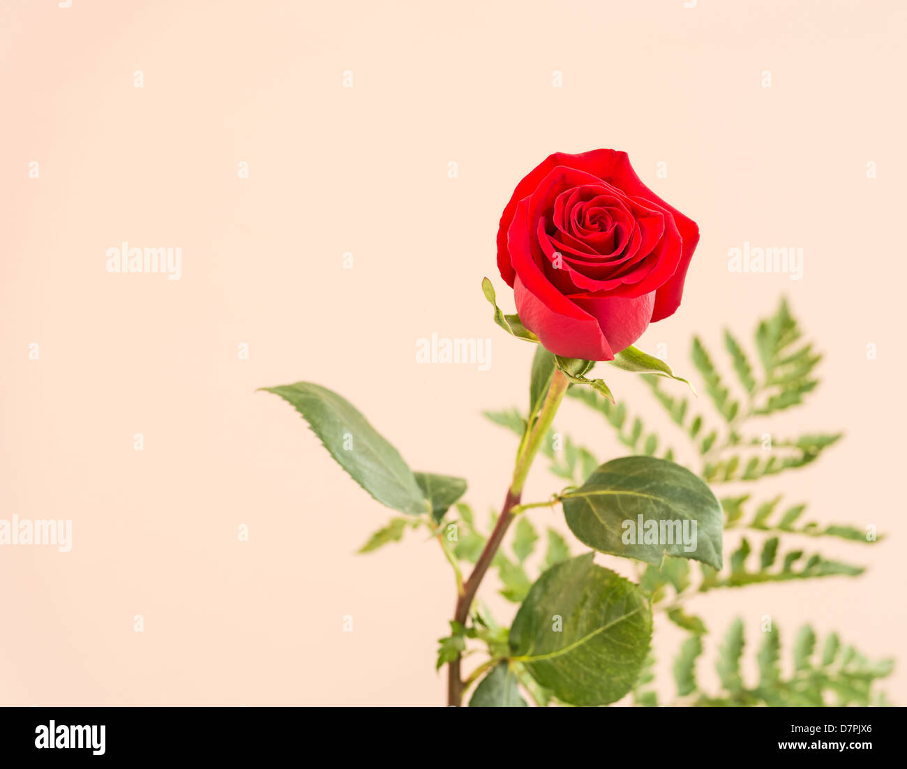 Single red rose stem hi-res stock photography and images - Alamy