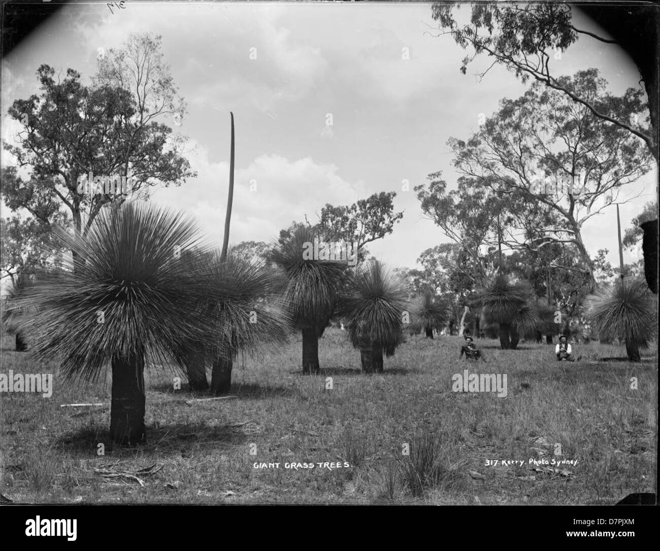 Australian native plants hi-res stock photography and images - Alamy