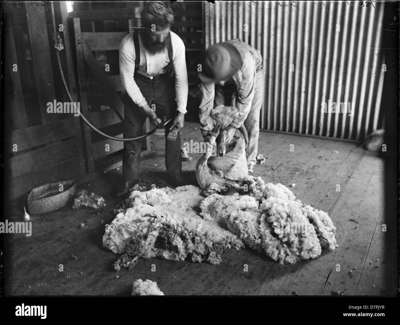 Shearing Sheep Black and White Stock Photos & Images - Alamy