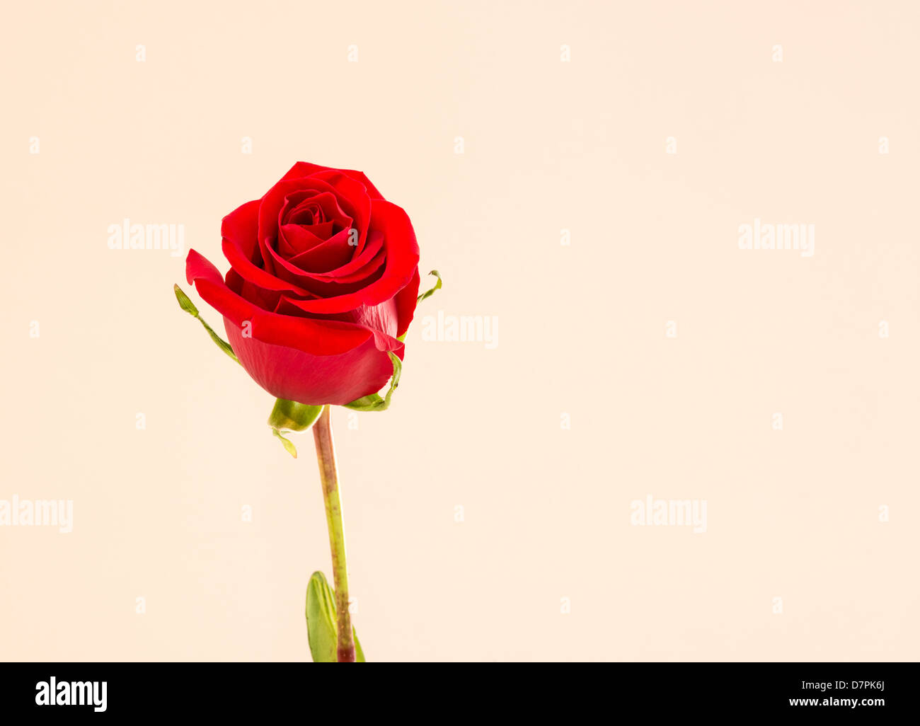 Red rose image Stock Photo - Alamy