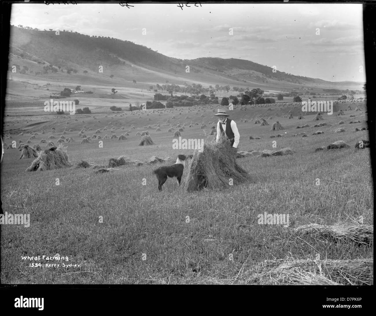 The Powerhouse Museum's wheat farming collection highlights the ...