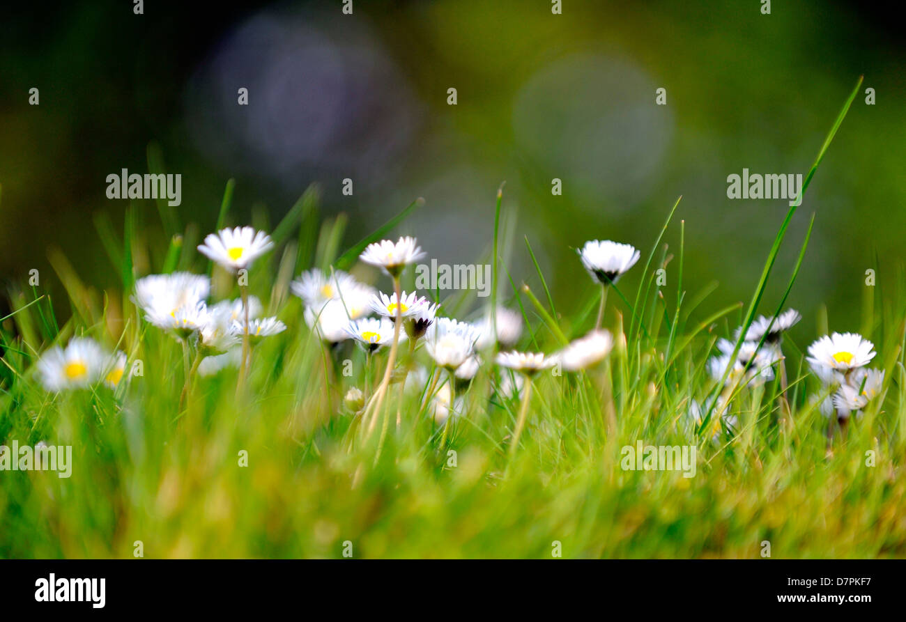 Close up wild daisy flowers hi-res stock photography and images - Alamy