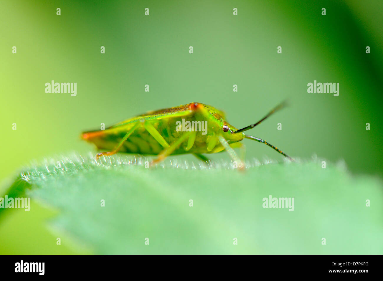 Camouflage bugs hi-res stock photography and images - Alamy