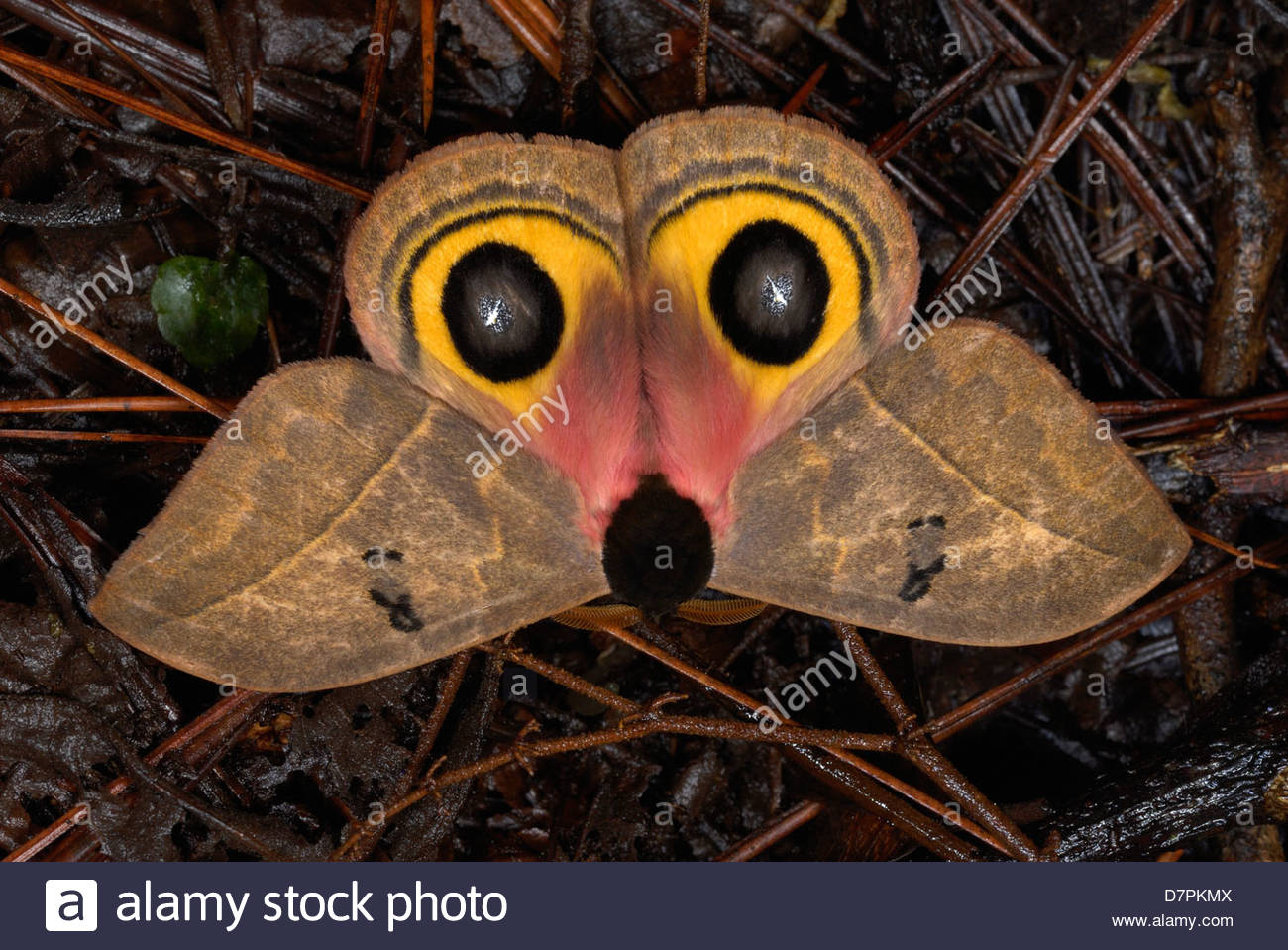 Saturniidae Moth Stock Photos & Saturniidae Moth Stock Images - Alamy
