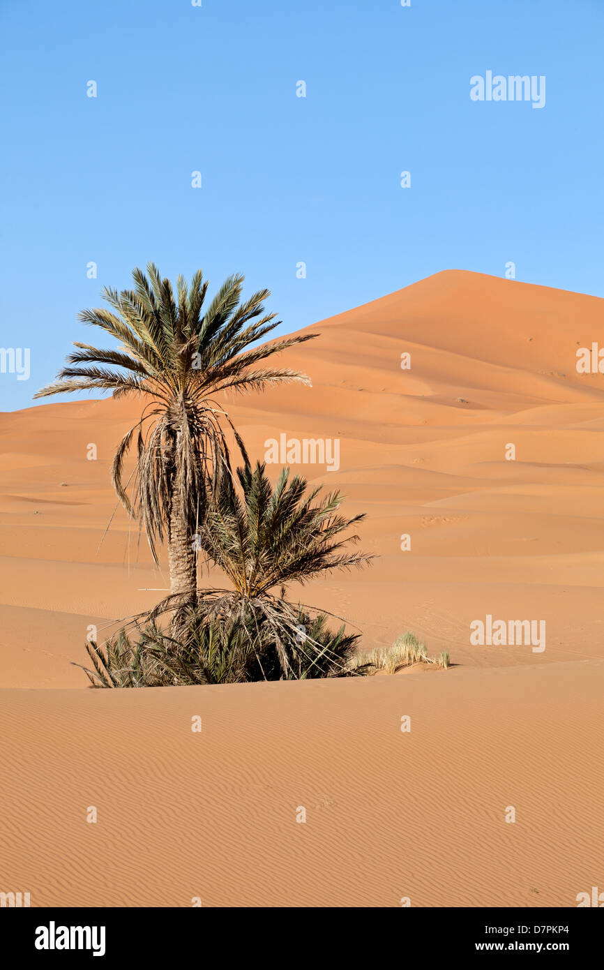 Sahara: Palm Trees and Dunes Stock Photo - Alamy