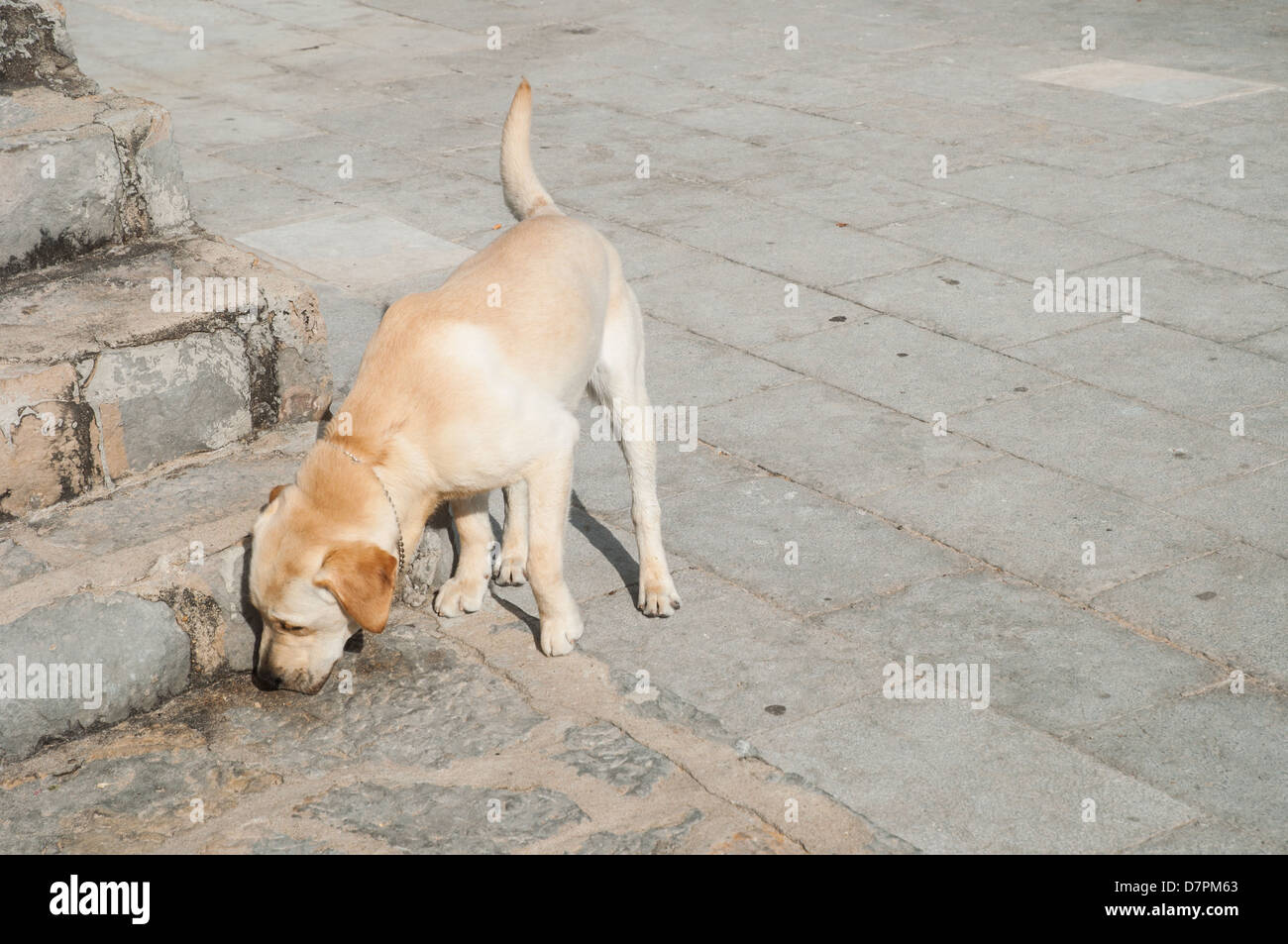 Smelling dog hi-res stock photography and images - Alamy