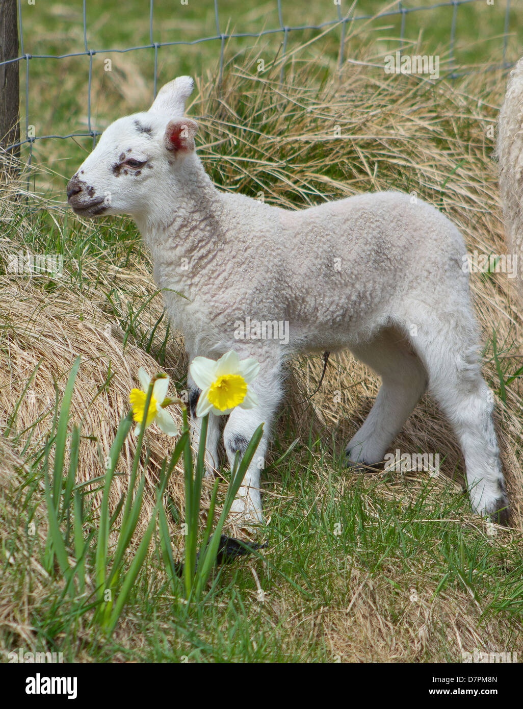 spring lamb in grass and daffodils Stock Photo - Alamy