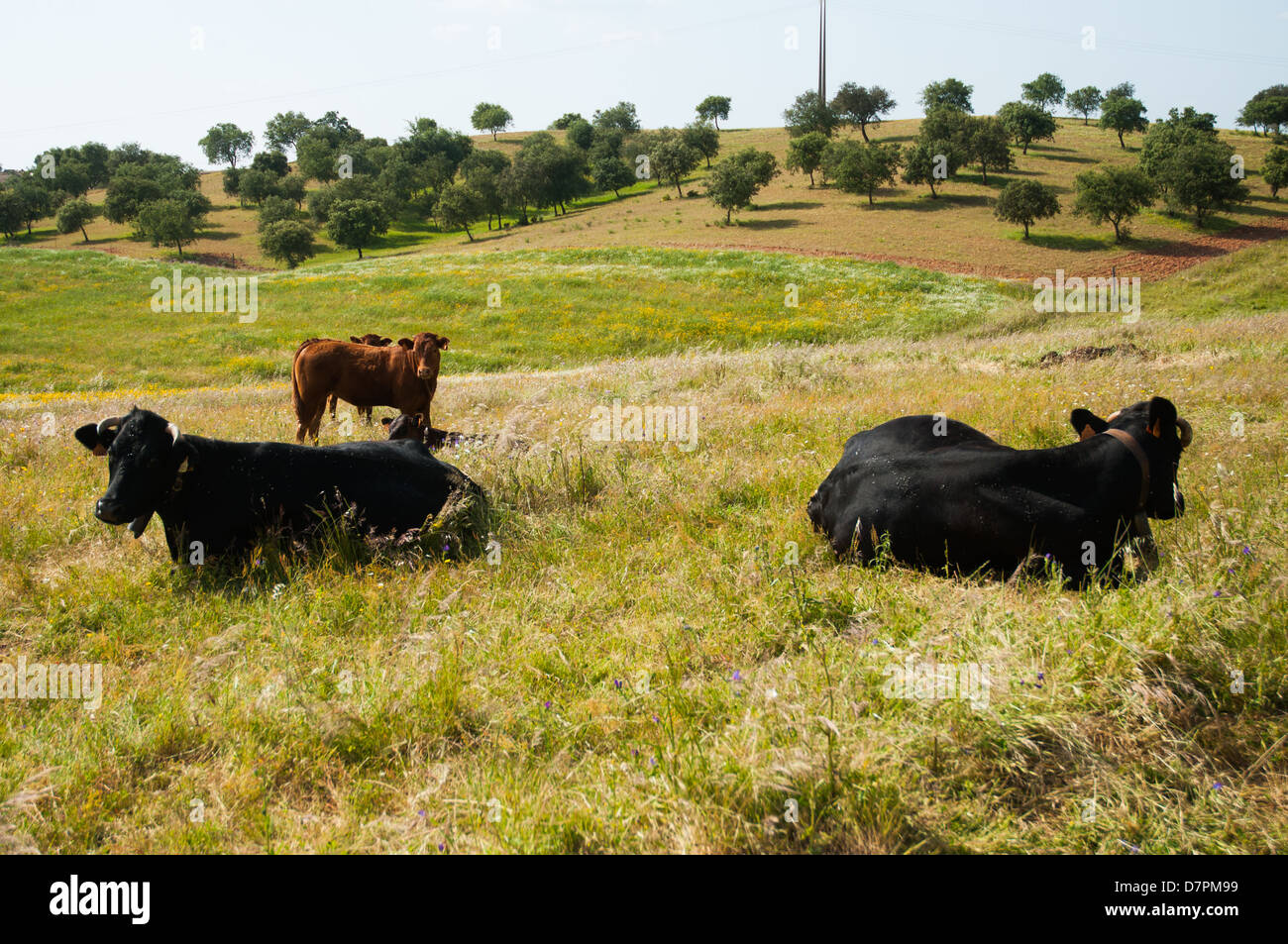Ox horns hi-res stock photography and images - Alamy