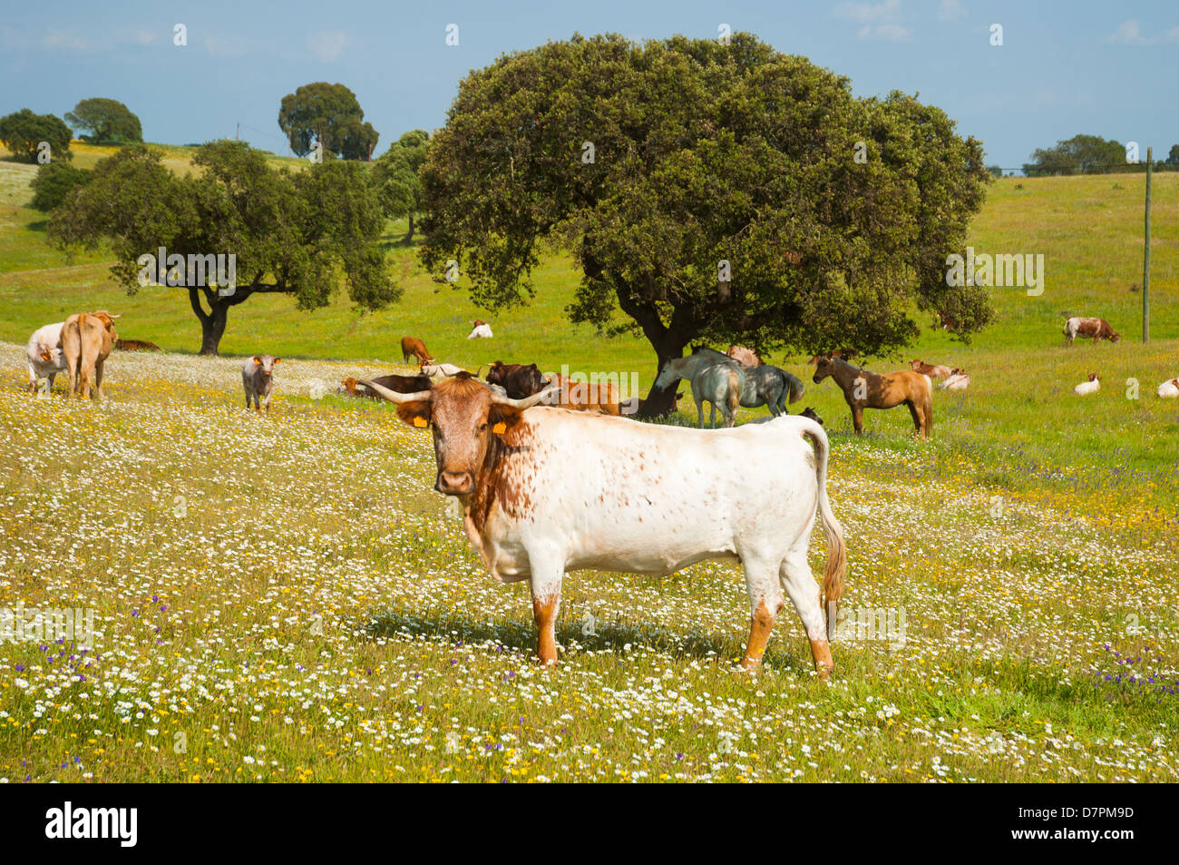 Ox horns hi-res stock photography and images - Alamy