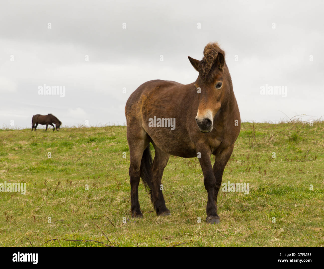 Quantock hills walk hi-res stock photography and images - Alamy