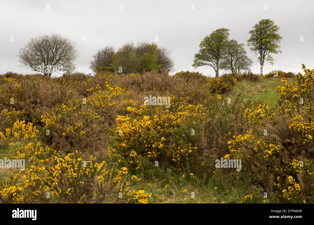 Woodland somerset quantocks hi-res stock photography and images - Alamy