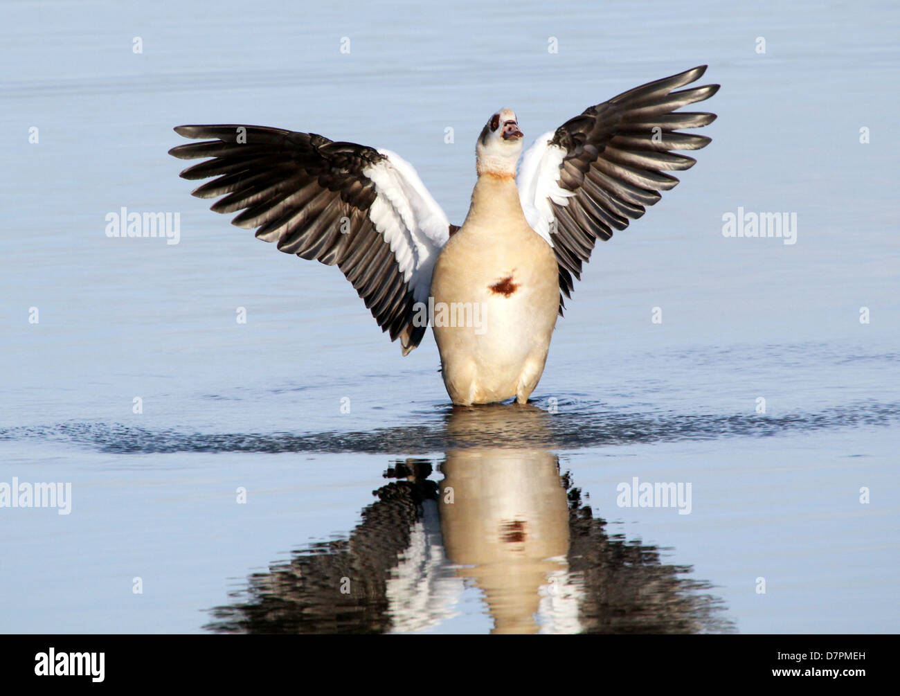 Egyptian Goose (Alopochen aegyptiaca) flapping wings Stock Photo - Alamy